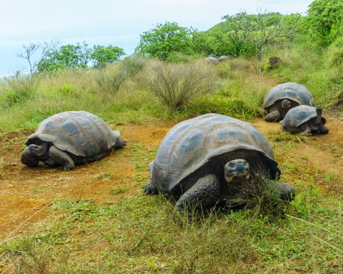 Chercheurs : les tortues éléphants migrent à cause du changement climatique