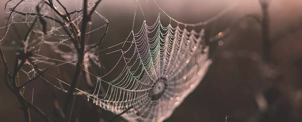 Scientists reveal the secret of spider silk's strength