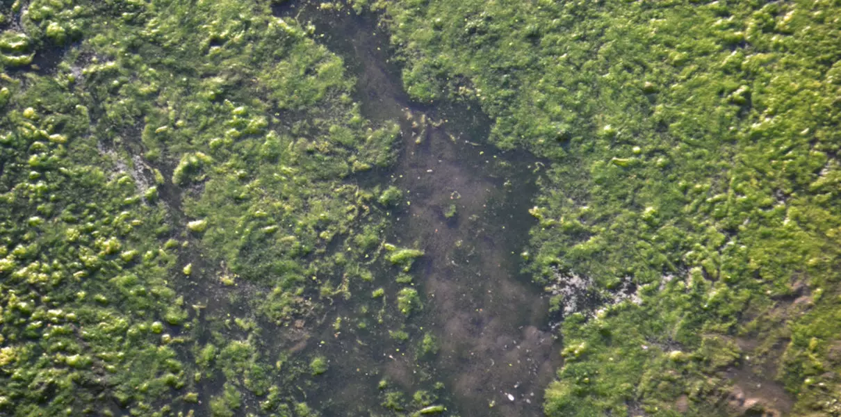 Meubel- en kledingfabrieken doden watermassa's. Voorheen kregen alleen boeren hier de schuld van.