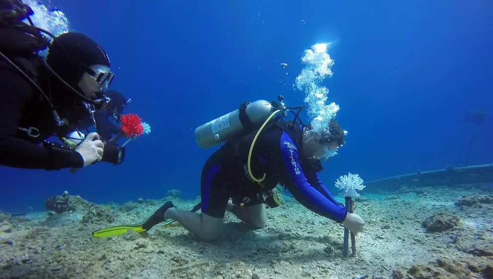 Ang mga siyentista ay lumikha at nag-install ng mga naka-print na coral na 3D mula sa bioplastics. Maliligtas nila ang buhay ng mga organismo ng isda at dagat