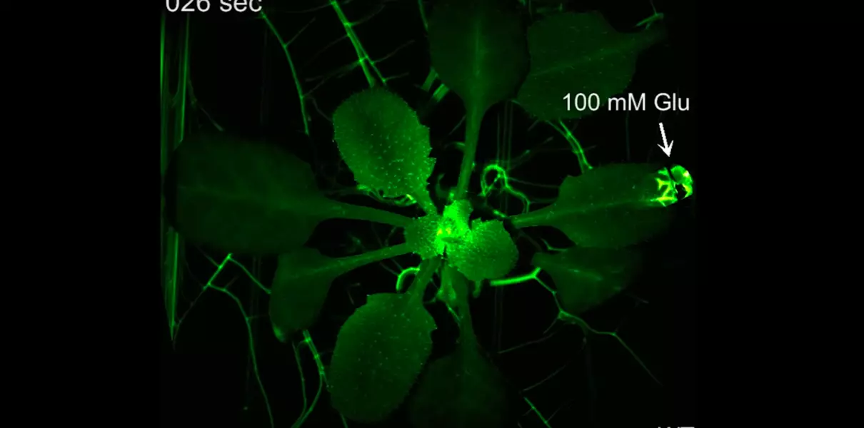 Биологичид ургамлын мэдрэлийн системийн аналогийг нээжээ