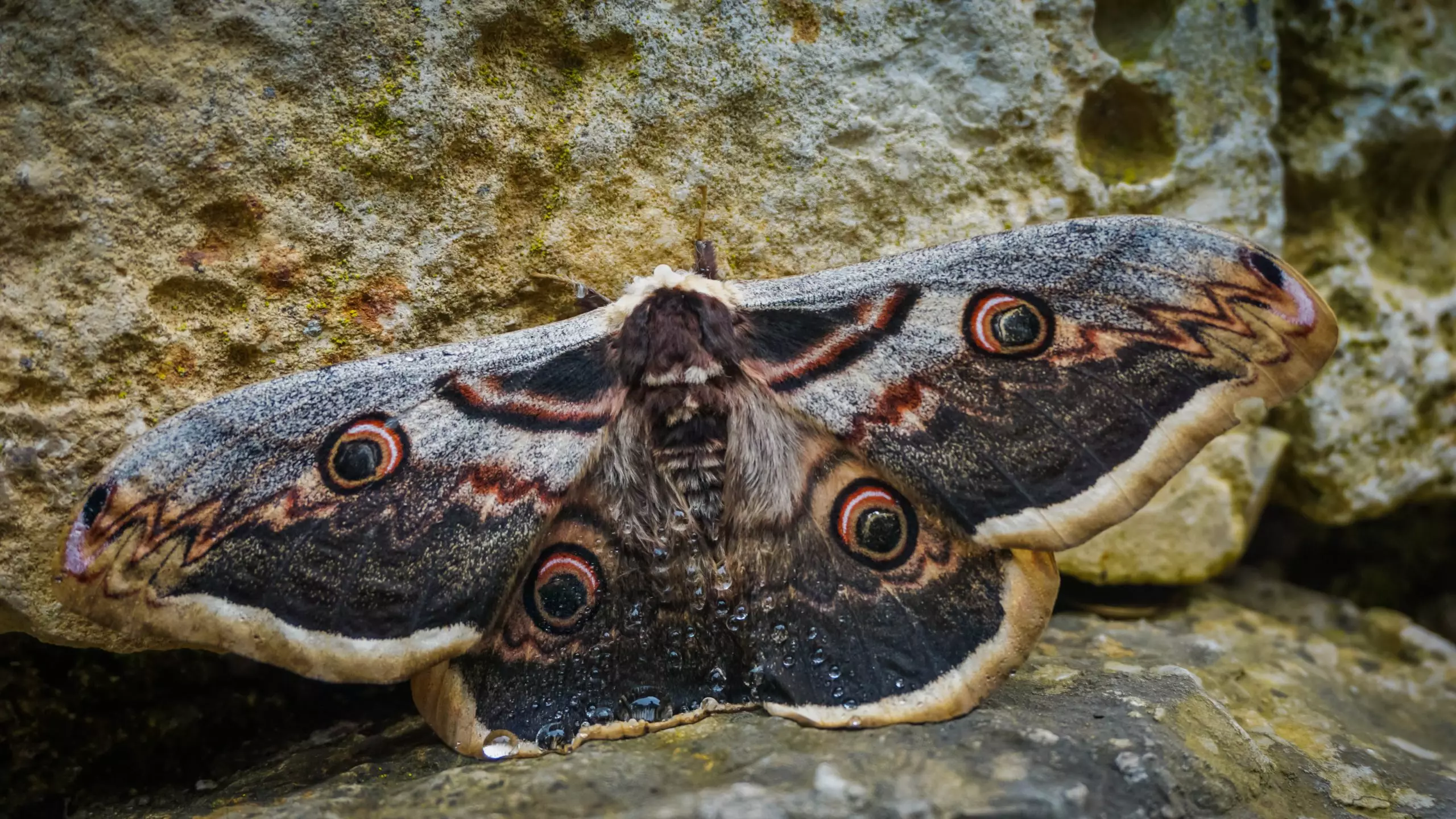 Loài bướm đêm lông mịn đã có được khả năng ngụy trang bằng âm thanh trong quá trình tiến hóa. Tốt hơn máy bay tàng hình