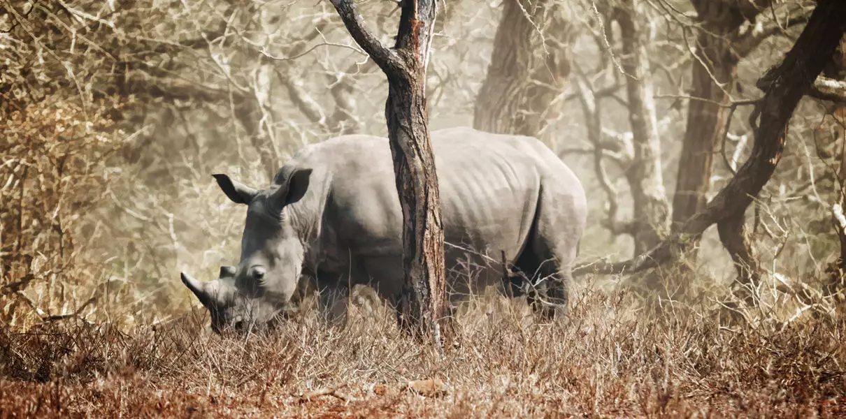 Errealitate birtualeko teknologiek rinoceronte zuria aurrezten laguntzen dute