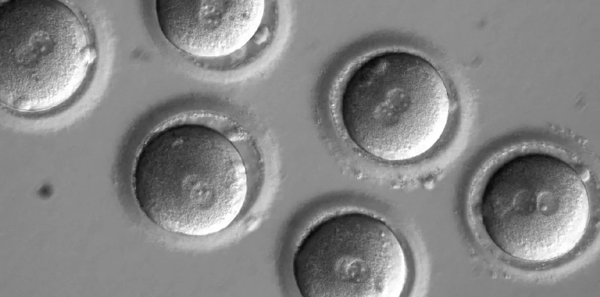 CRISPR "డిజైనర్ బేబీస్" సృష్టికి దారి తీస్తుంది