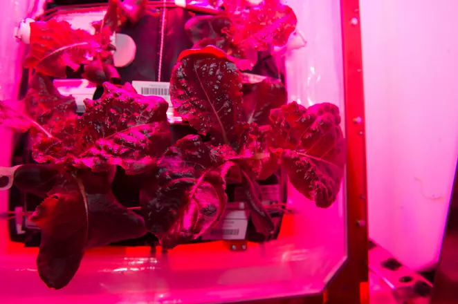 Her şey için bir uzay fabrikası: ISS'de yiyeceklerin, organların ve kemiklerin nasıl ve neden yetiştirildiği