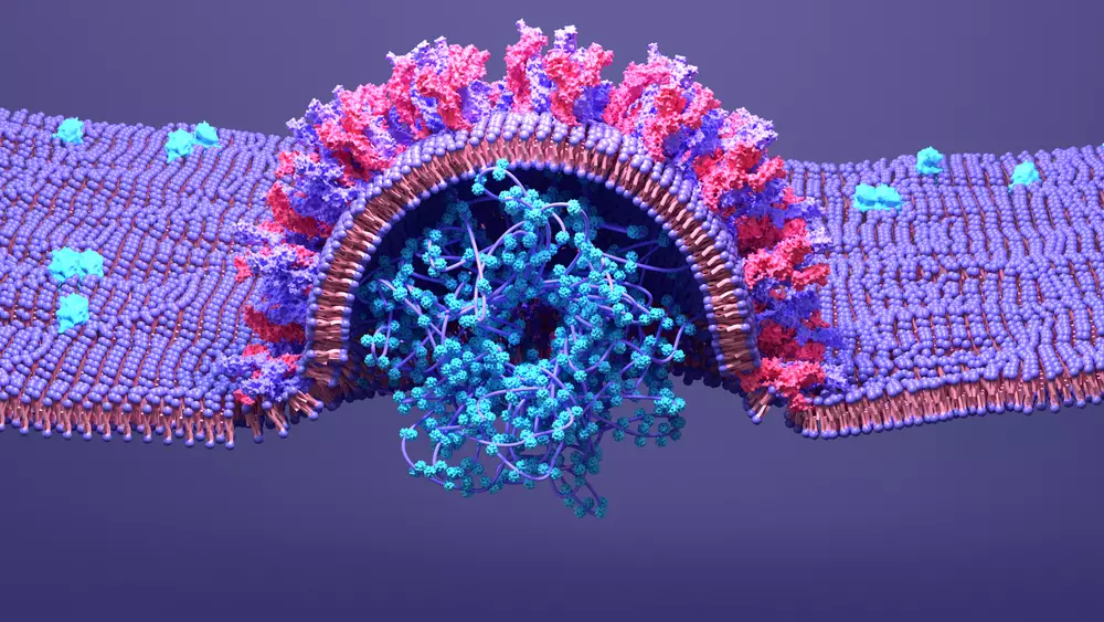 Tutkijat ovat keksineet, miten koronaviruksen lisääntyminen voidaan pysäyttää