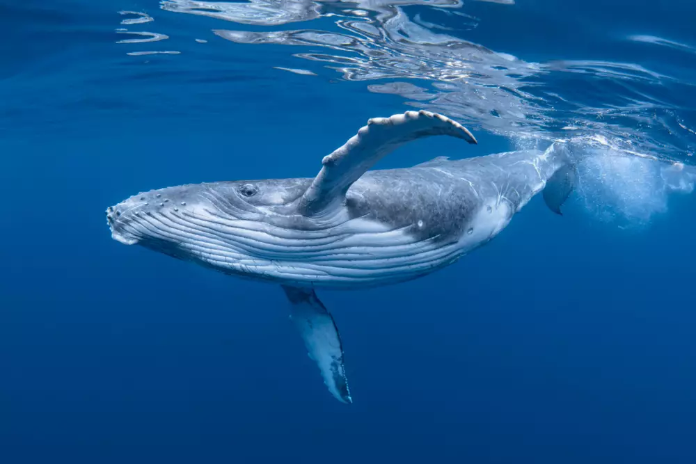 Wetenschappers in China hebben ontdekt hoe ze de overdracht van geclassificeerde gegevens onder het geluid van walvissen kunnen verbergen