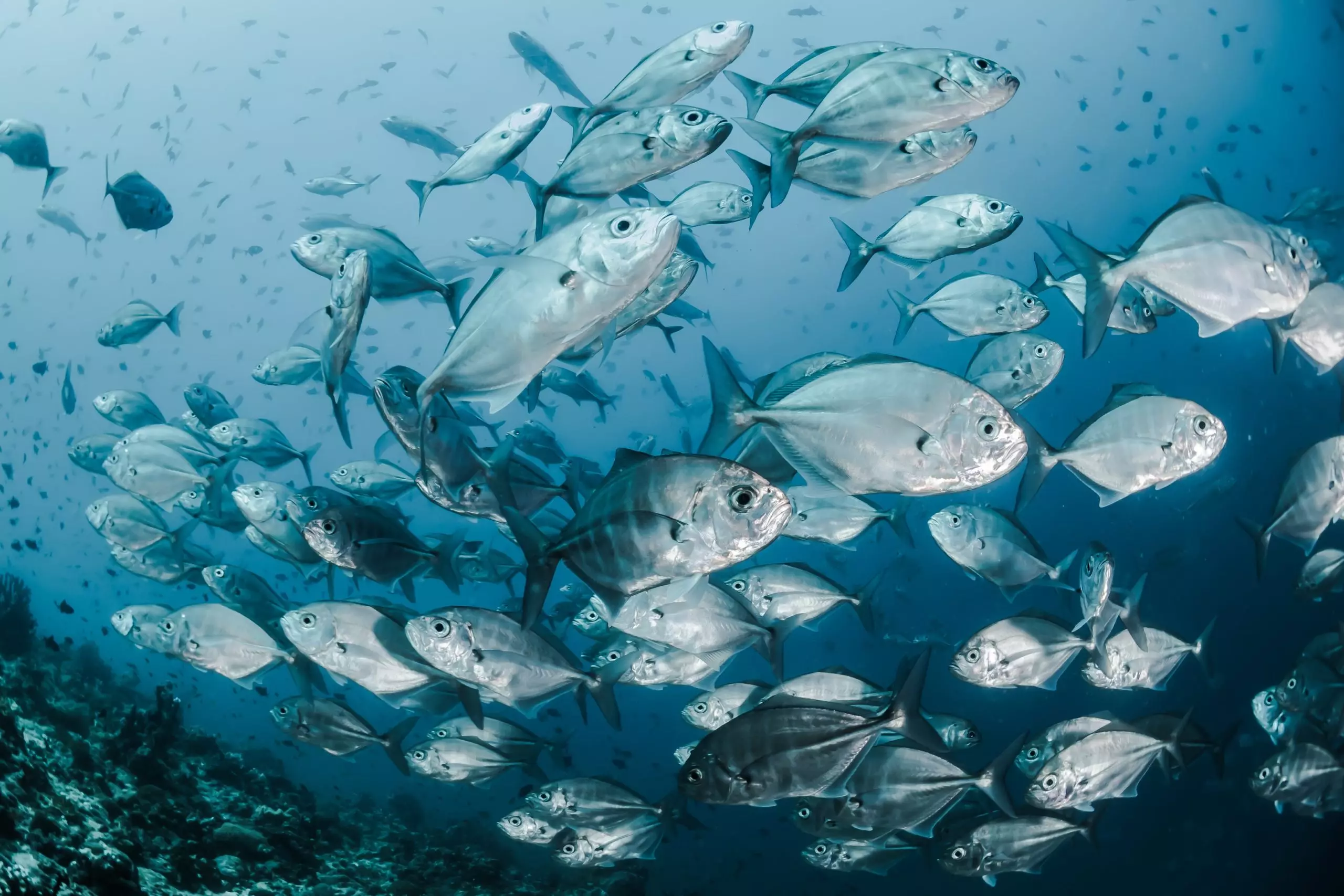 Onderzoek: klimaatverandering zal de visconsumptie in tientallen landen drastisch verminderen