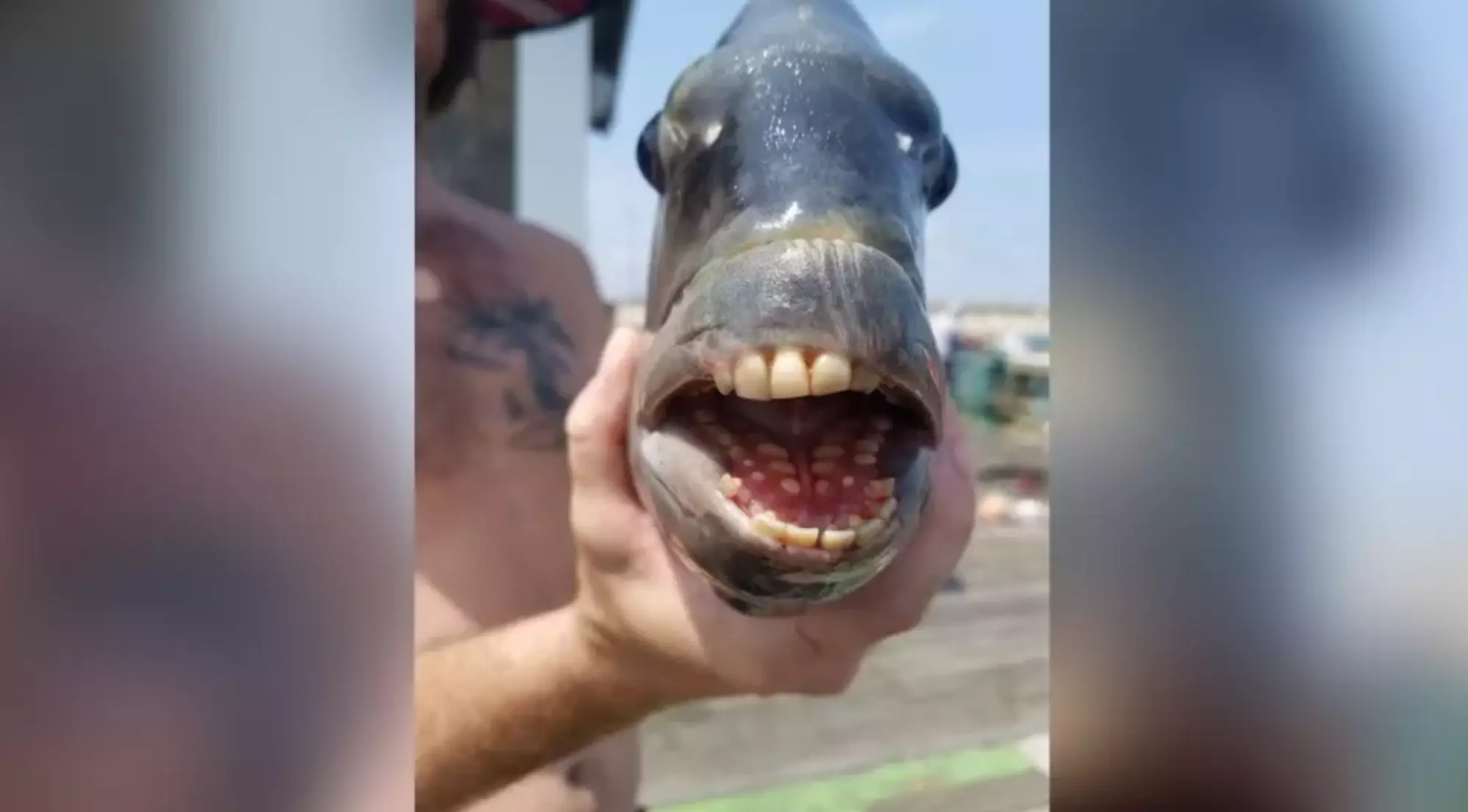 Amerikas Savienotajās Valstīs atrastas zivis ar cilvēka zobiem