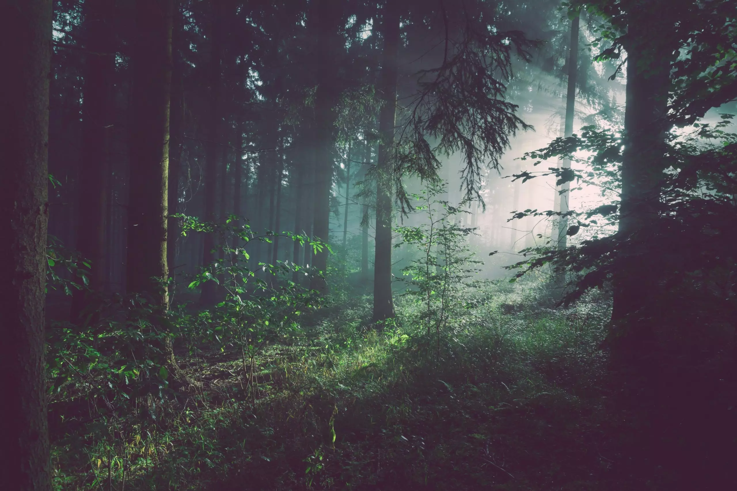 သုတေသန: သစ်တောများသည်ကမ္ဘာ့အပူချိန်ကို ၁၅ ရာခိုင်နှုန်းလျှော့ချပေးသည်။