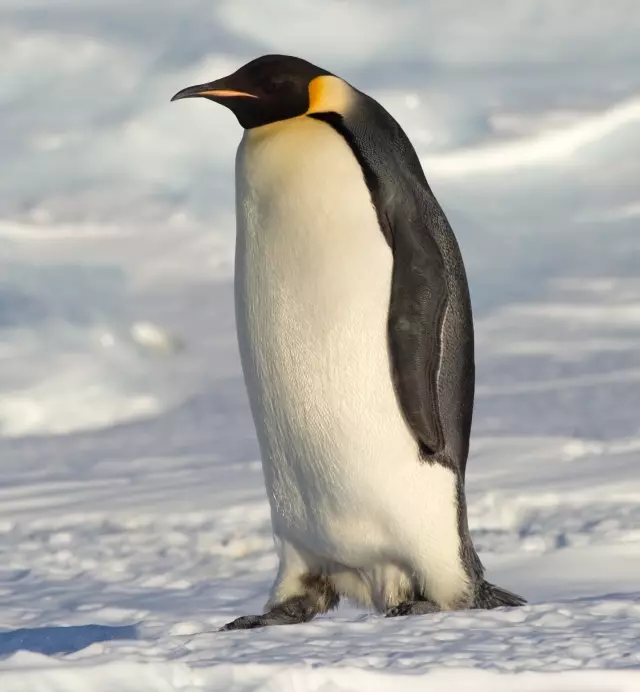 Gletscher beherbergen Tiere, Pflanzen und Vögel: Wer wird durch die globale Erwärmung sterben 41592_4