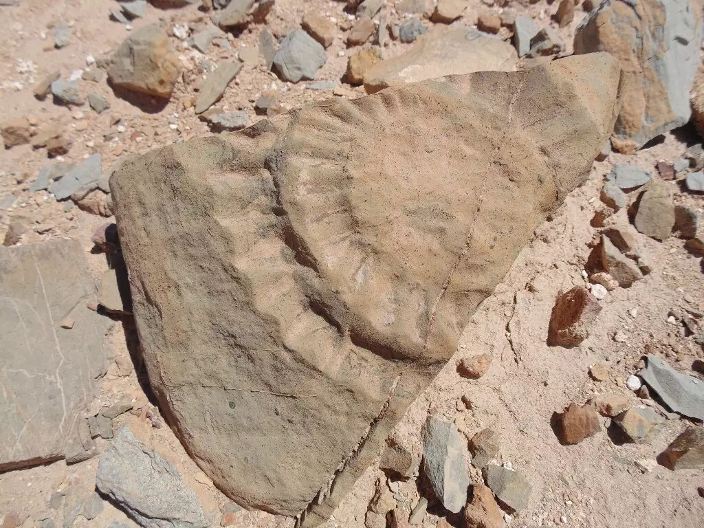 The first remains of a winged lizard discovered in Chile