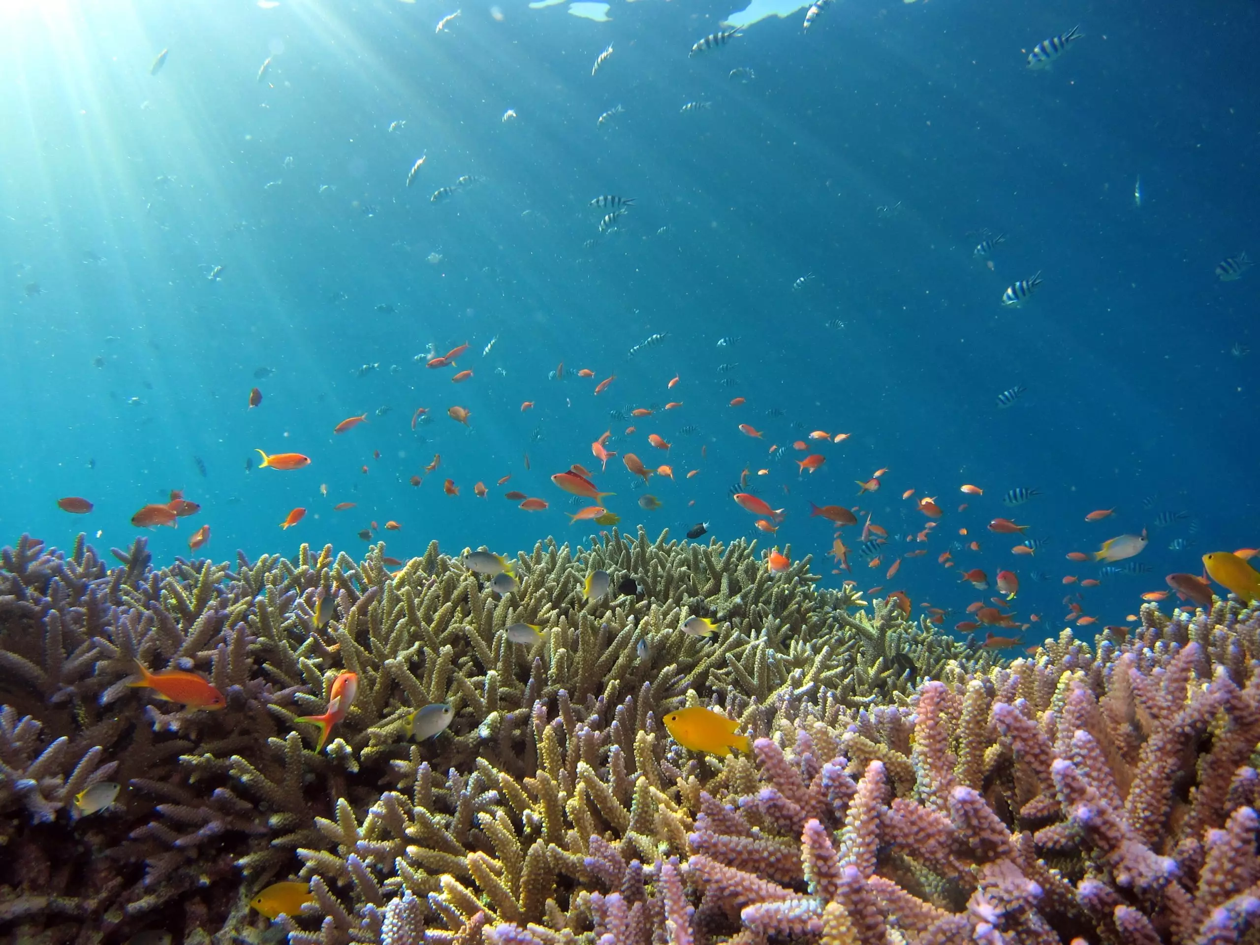 The most detailed map of coral reefs has appeared. It was made from 2 million satellite images.