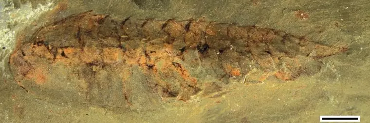 Inihayag ng mga bagong fossil kung ano ang hitsura ng utak ng mga ninuno ng arthropod 41613_1