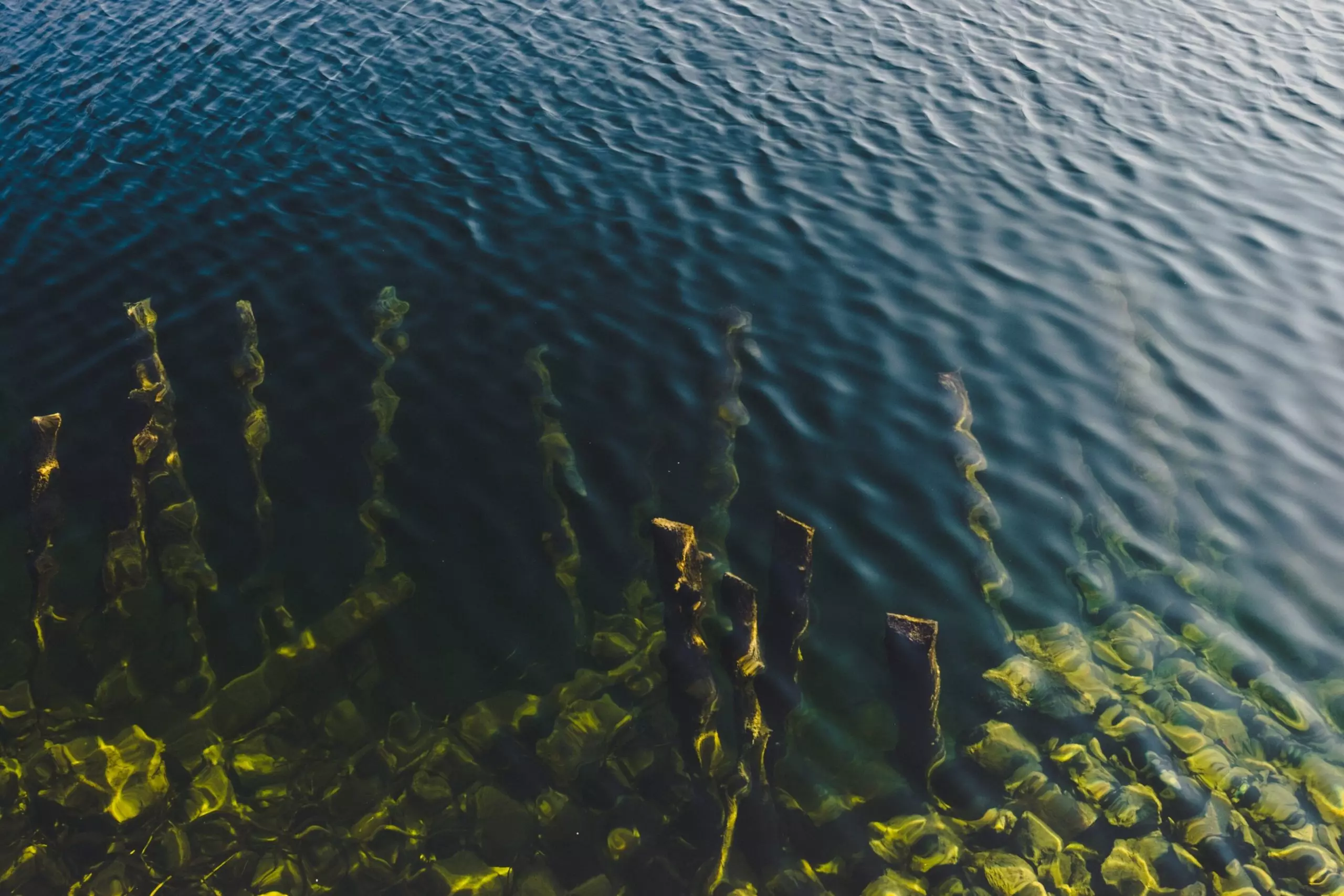 Élmuwan parantos ngadamel peta habitat kelp