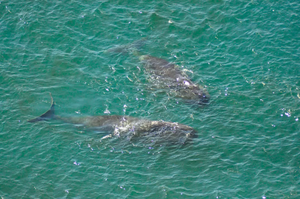 Wakokin Whale sun gaya wa Dabbobi Tsallake Hijira ta Kudu Saboda Canjin Yanayi