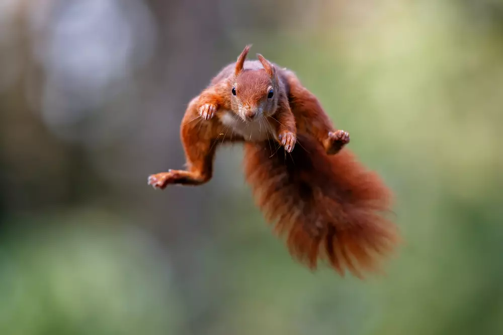 Squirrel kusvetuka kwakafemera masayendisiti kuti agadzire marobhoti ane hunyanzvi