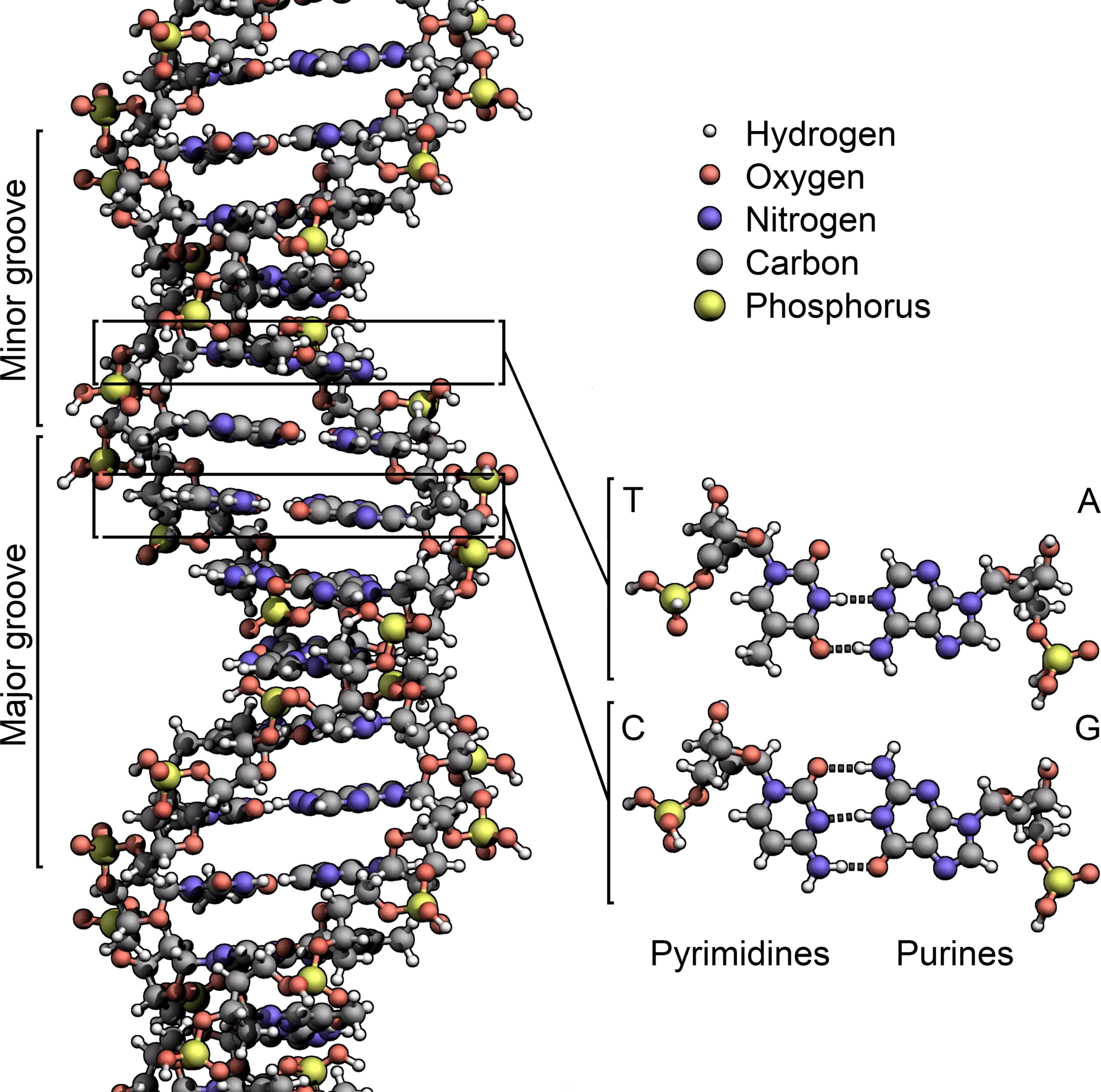 Coronavírus e seus fragmentos em vacinas não podem alterar o DNA humano