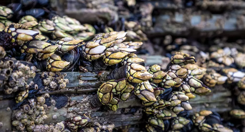 Des scientifiques créent de la colle inspirée des moules et des coquillages