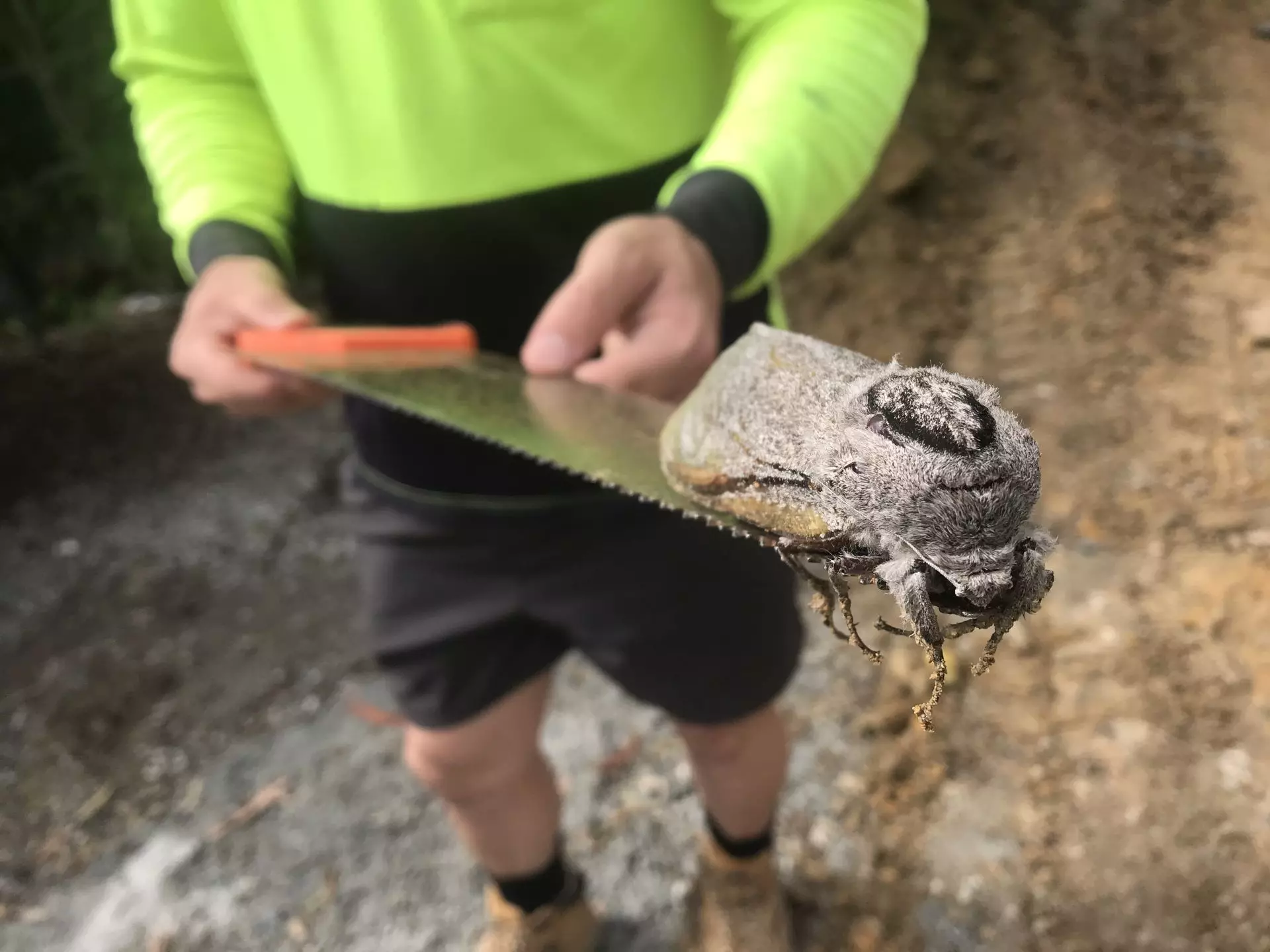 Inundu enkulu yafunyanwa e-Australia. Amaphiko ayo ngama-25 cm