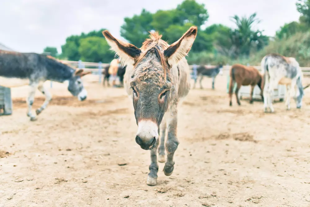 Animalien adimen maila ez dago garunaren eta gorputzaren tamainaren erlazioaren araberakoa