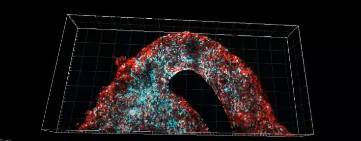 Wëssenschaftler hunn den éischten 3D Bioprinting vum ganze Kriibs gemaach 42046_2