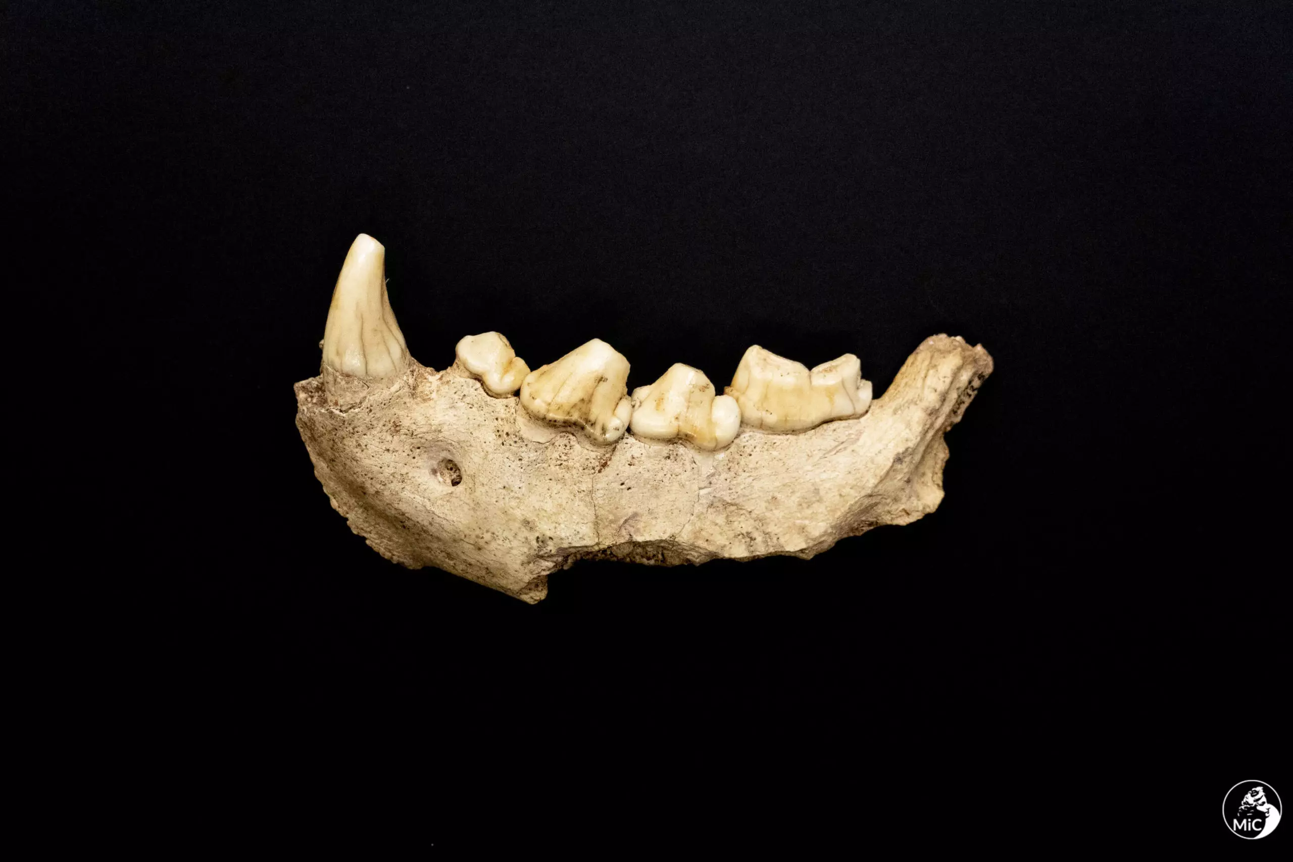 Archäologen haben die Überreste von 9 Neandertalern in der Nähe von Rom entdeckt 42070_3