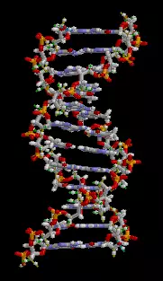 Ang genome bilang isang lalagyan ng impormasyon: paano at bakit mag-iimbak ng data sa DNA 42104_1