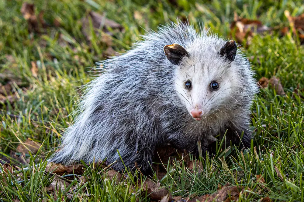 Oososayensi bahlele i-DNA ye-marsupial possum: nantsi indlela abafuna ukuyikhusela ngayo ekutshabalaleni