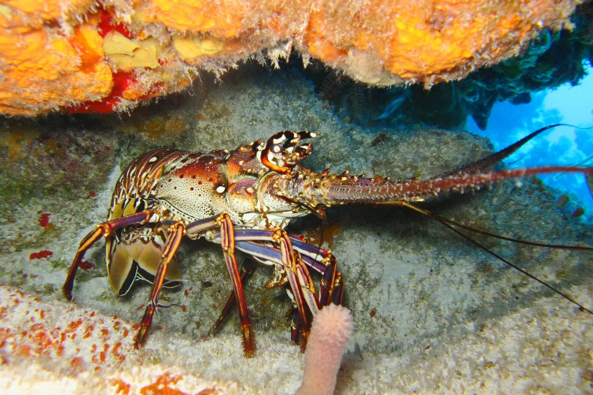 Tétéla yén sajumlah ageung invertebrata laut ngadangukeun sareng kaserang gangguan.