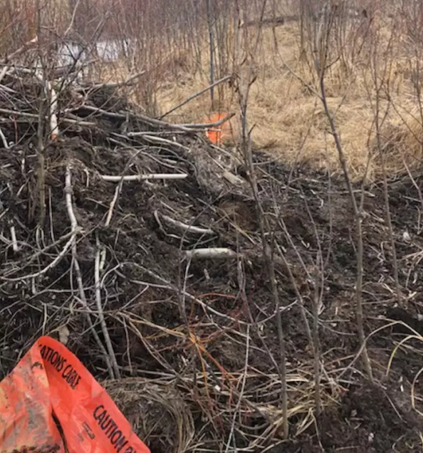 A Kanada, hanyar Intanet ta ɓace saboda beavers suna tsinkewa ta hanyar kebul na fiber-optic