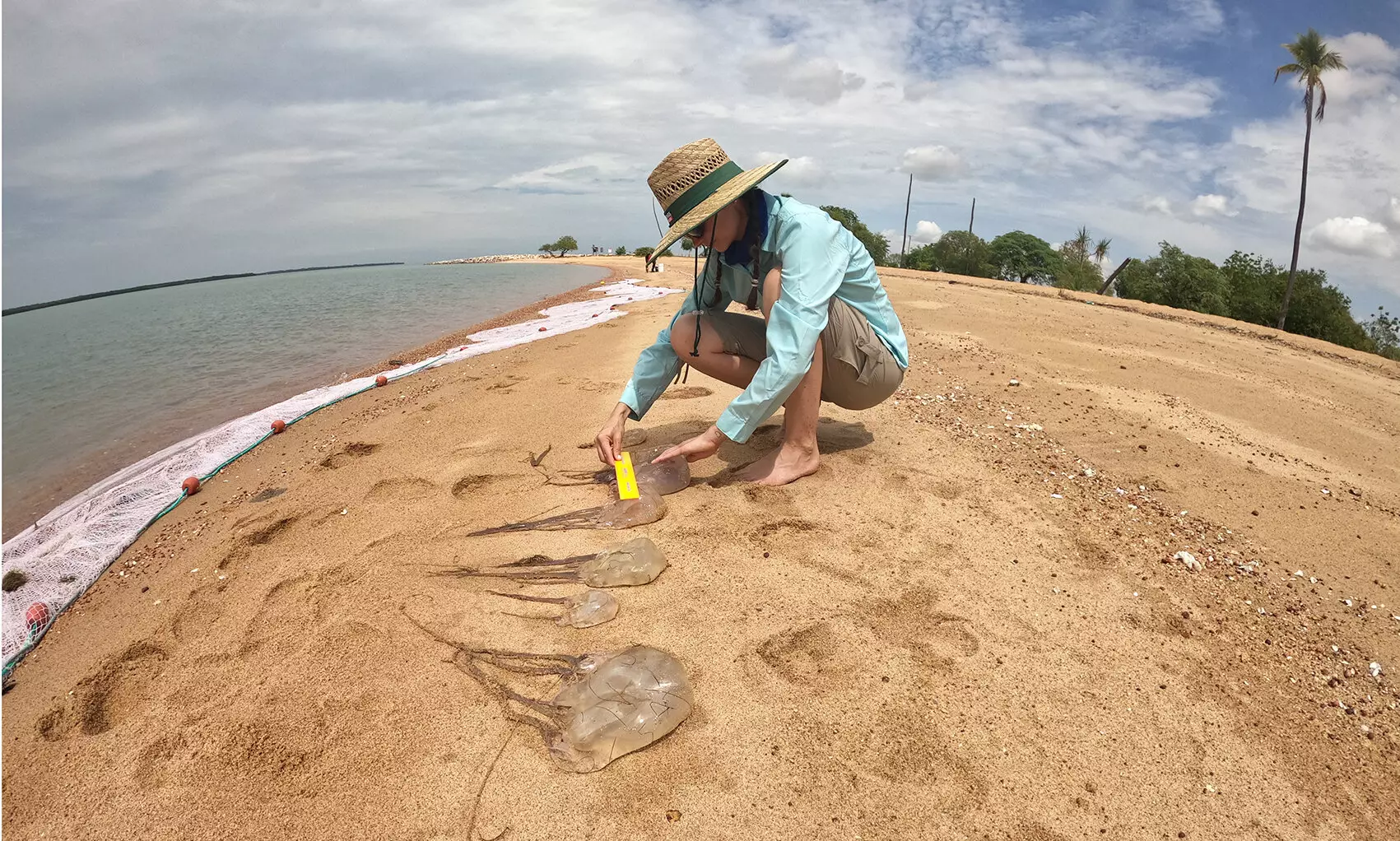 O le a suʻea e Drones ni jellyfish leaga