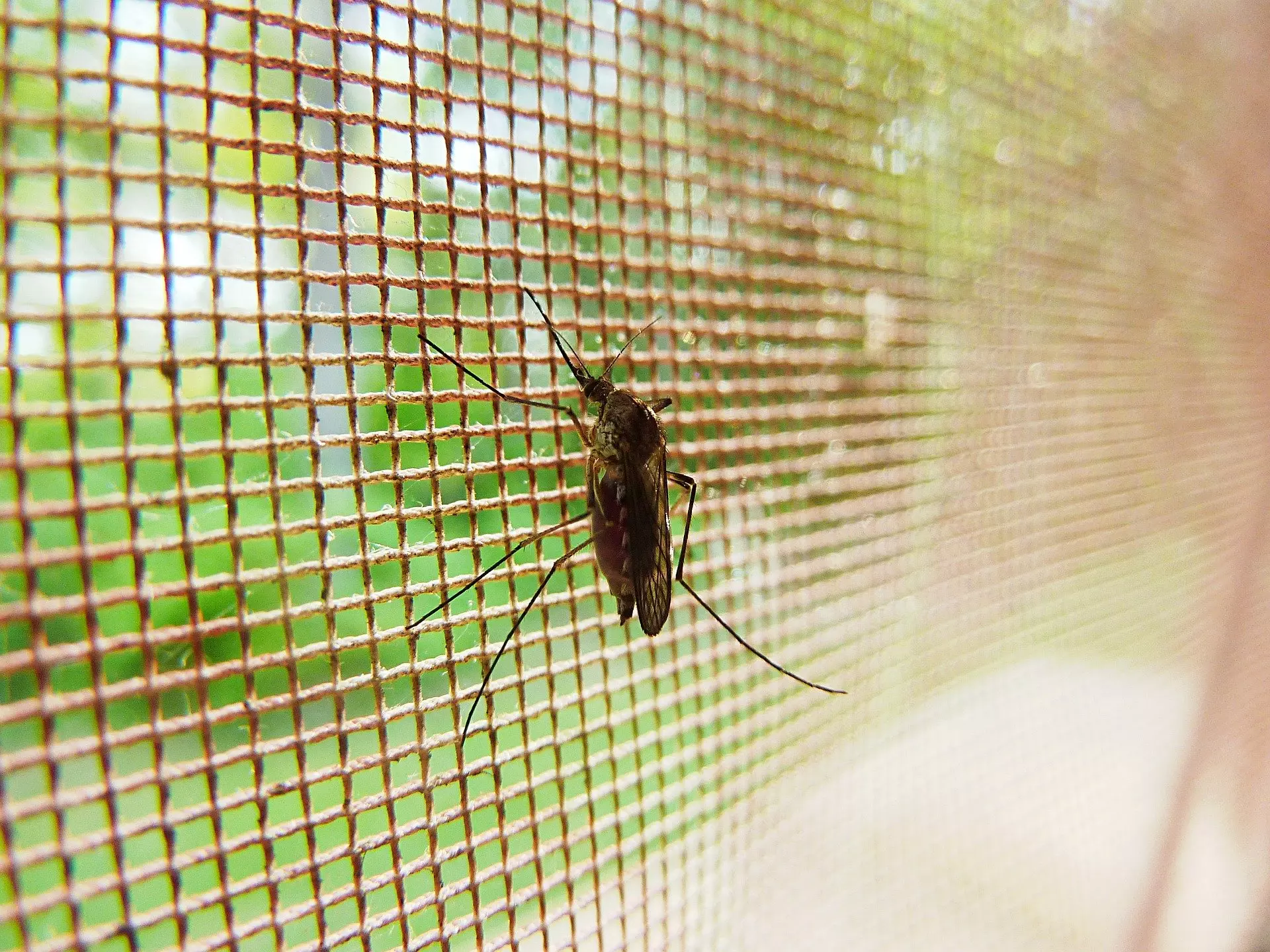 La nueva vacuna contra la malaria alcanza un récord de efectividad del 77%