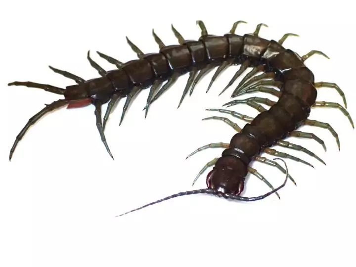 Nan Japon, yo te dekouvri yon nouvo espès centipede: longè centipede a se plis pase 20 cm