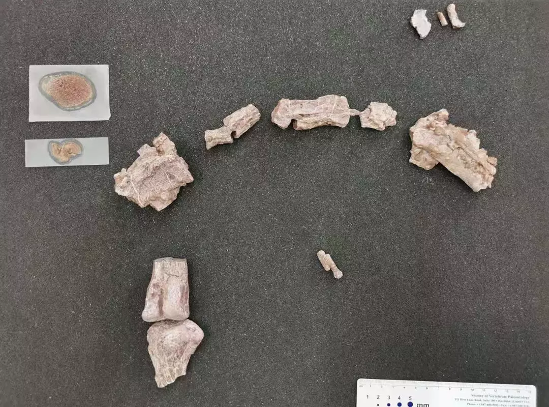 Kockat e fosilizuara të dinosaurëve të llojeve të panjohura të gjetura në Kinën jugperëndimore