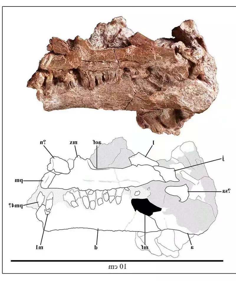 Fossilisearre dinosaurusbonnen fan ûnbekende soarten fûn yn súdwestlik Sina 42368_2