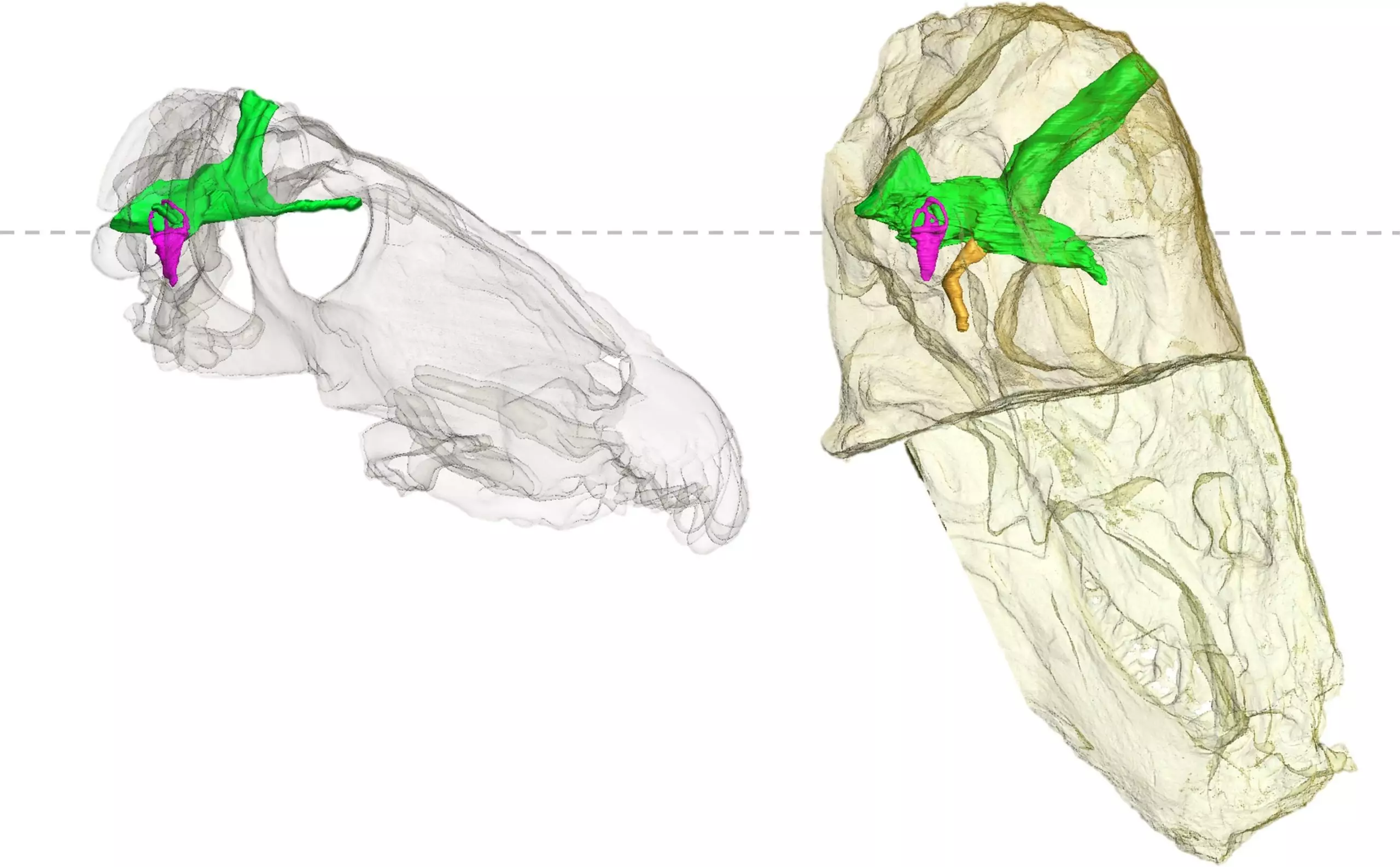 Anteosaurus yavaş və yöndəmsiz sayılırdı, amma şiddətli bir ovçu olduğu ortaya çıxdı 42377_1