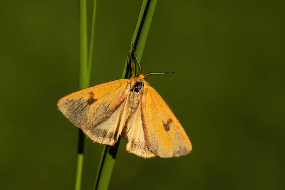 Die Pandemie hat die Vermehrung seltener Insektenarten provoziert