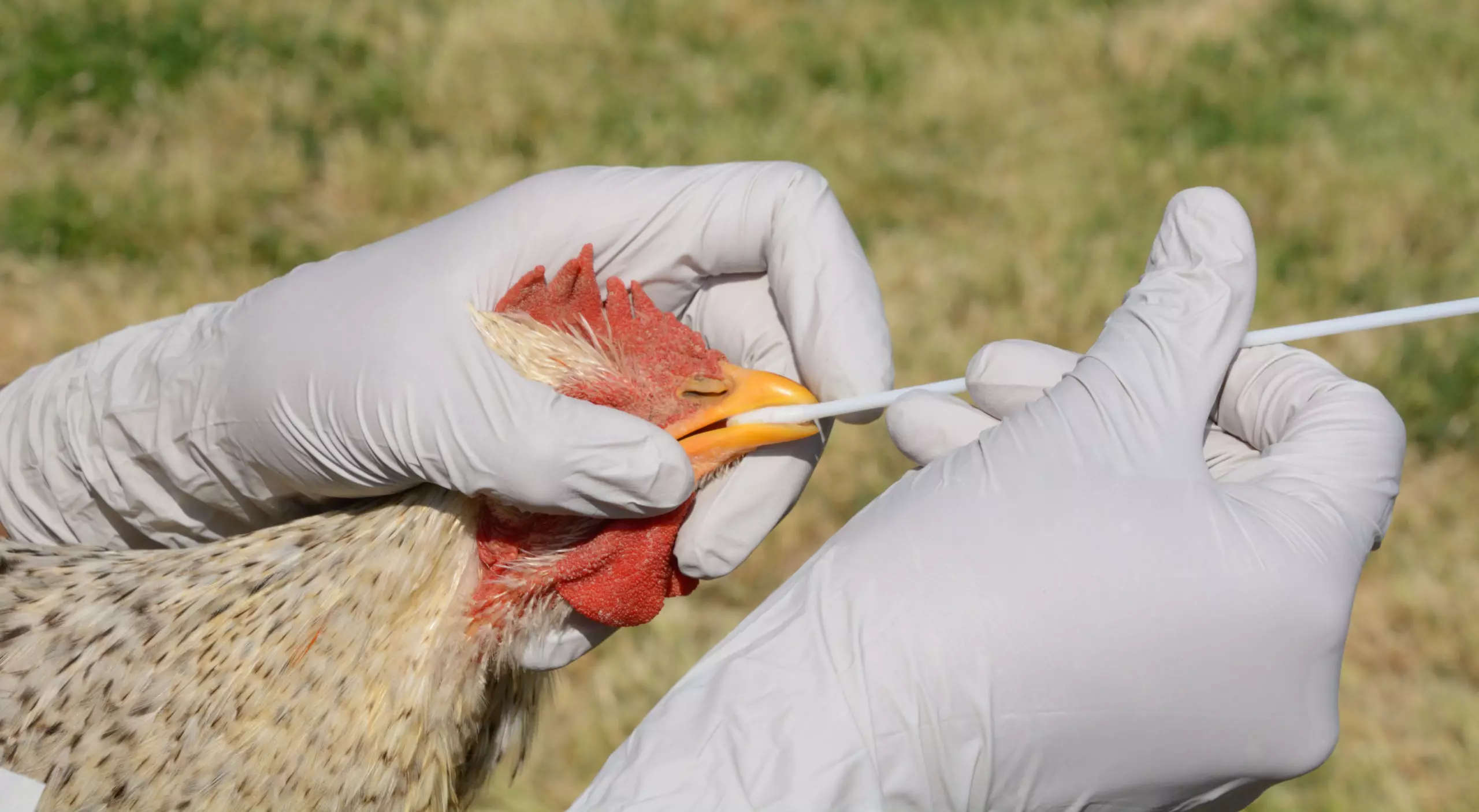 Neue Vogelgrippe in China: Sagen, ob eine neue Pandemie zu erwarten ist