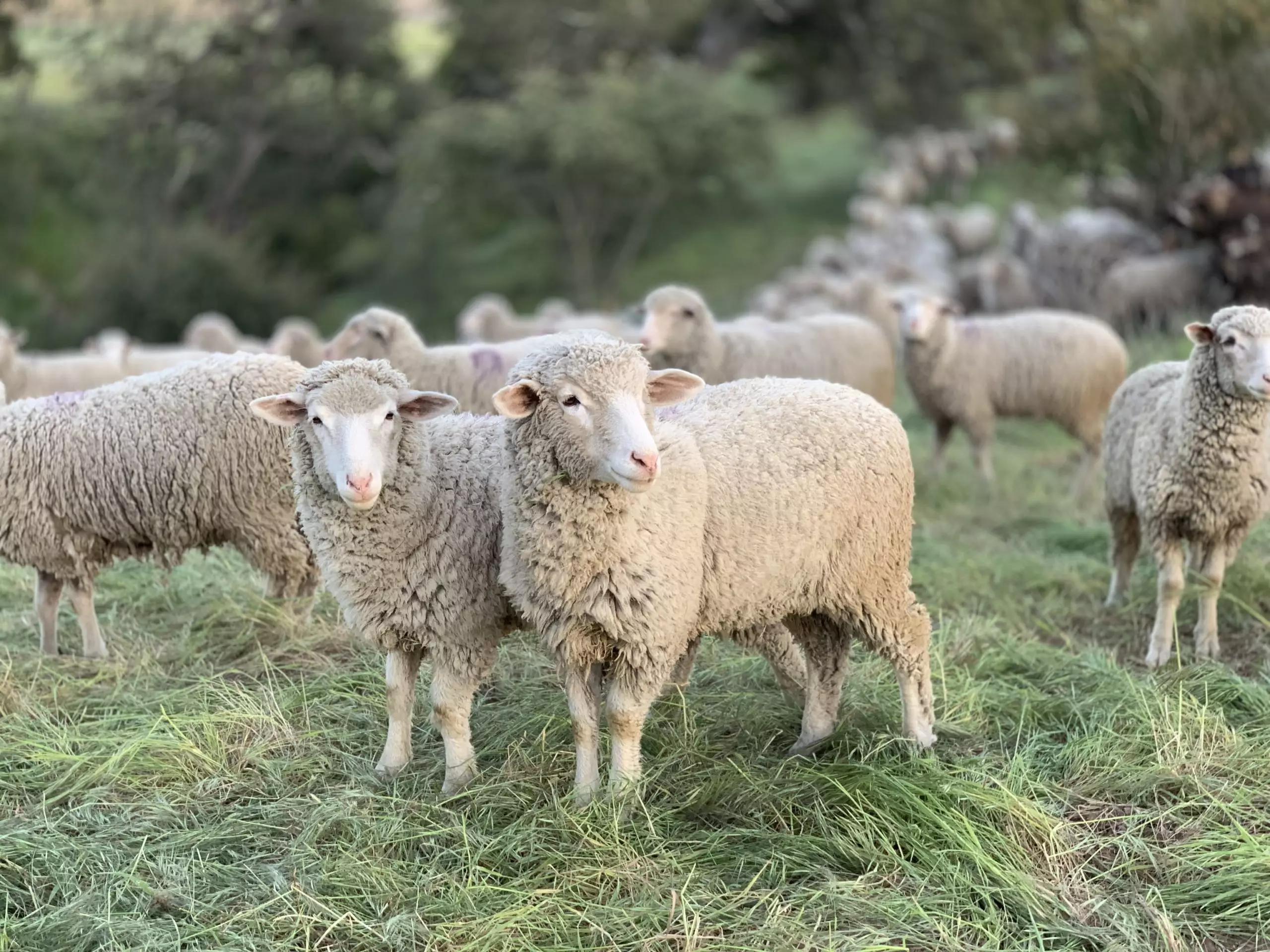 U tijelu je 92% ovaca pronašlo mikroplastiku