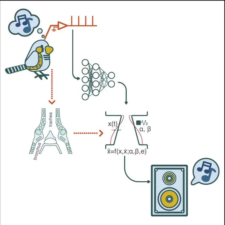 புதிய சாதனம் பறவையின் மூளை செயல்பாட்டைப் படித்து அதன் "மன" பாடலை உருவாக்குகிறது