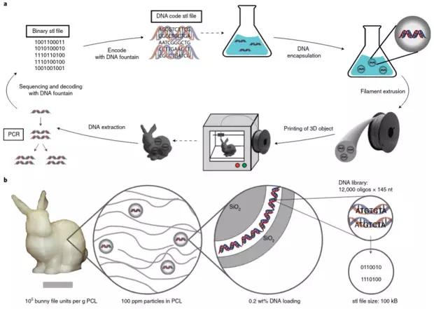 ವಿಜ್ಞಾನಿಗಳು ಮೊಲವನ್ನು 3 ಡಿ ಮುದ್ರಿಸಿದ್ದಾರೆ. ಮತ್ತು ಅವರು ಡಿಎನ್ಎ ಅನ್ನು ಅದರಲ್ಲಿ ಸೂಚನೆಯೊಂದಿಗೆ ಮರೆಮಾಡಿದರು!