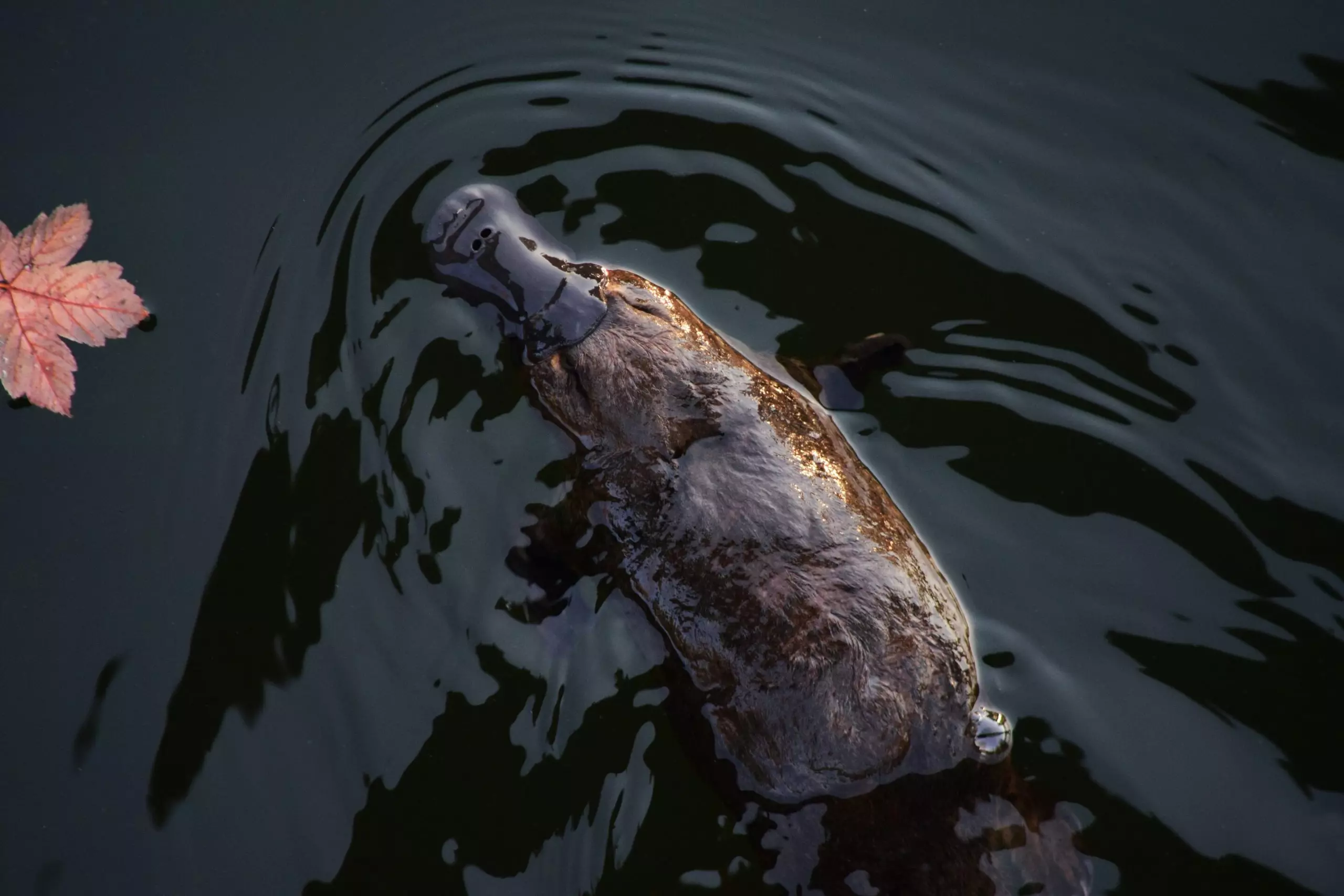 Platypus se ukázal být genetickou směsí savců, ptáků a plazů