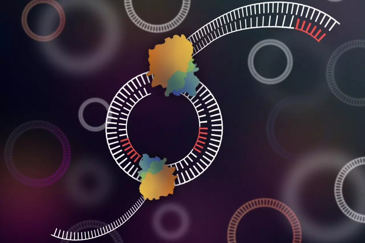 Forskare har utvecklat ett verktyg för sekvensering av cirkulärt DNA