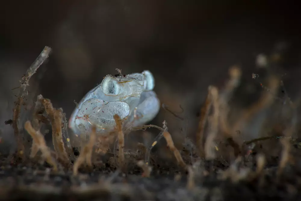 Arctic crustaceans waxay ka heleen raadkooda dawooyinka lidka diiqada ee jirkooda