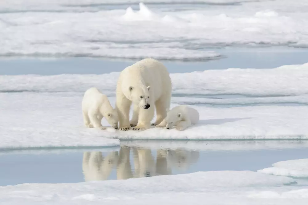 Gisundan ang mga polar bear gamit ang dili makita nga mga sensor. Makatabang kini aron maluwas sila.