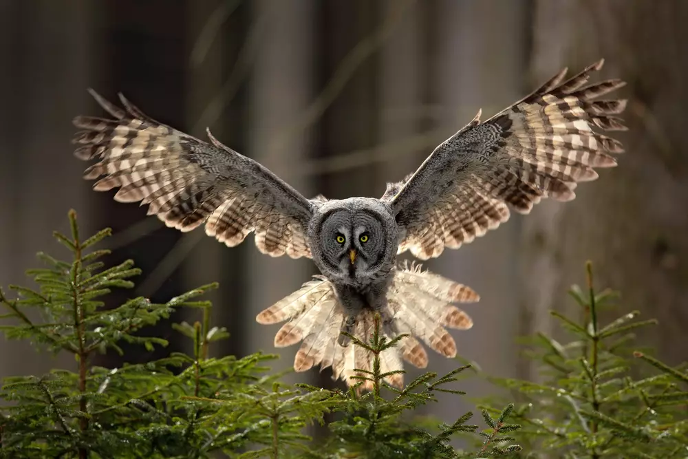 航空機の無騒音性は、フクロウのような新しい翼によって提供することができます