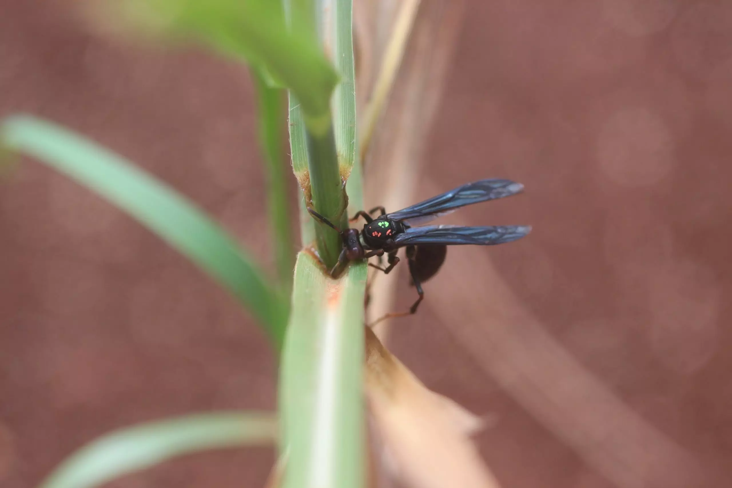 Las avispas, junto con las abejas, son valiosas para la economía, el ecosistema y la salud humana.