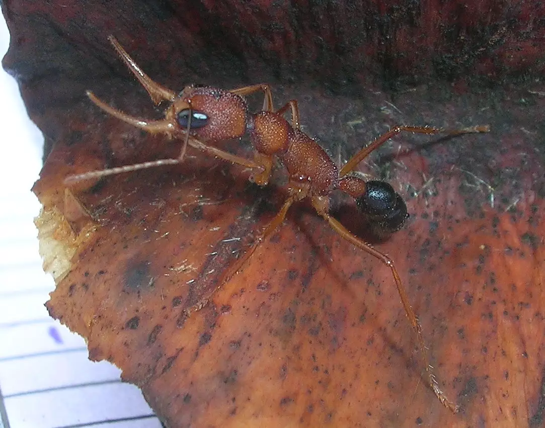 Ant Waħda Tista 'Tikber u Tnaqqas Moħħok