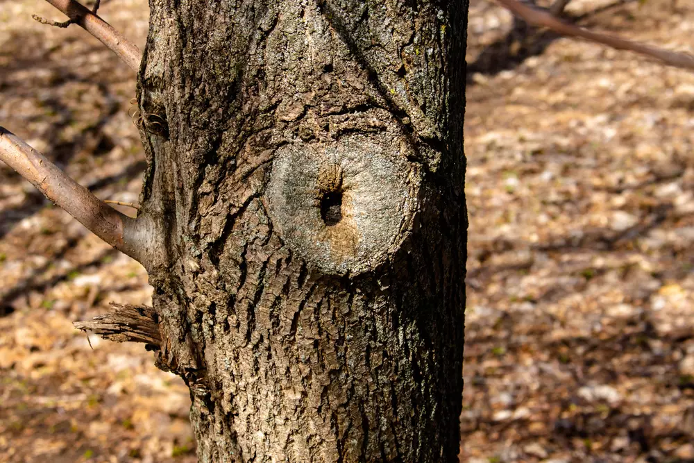 Las cucarachas arbóreas monógamas se comen las alas después del apareamiento